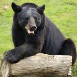 Experiences - Discovery Wildlife Park