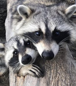 Experiences - Discovery Wildlife Park