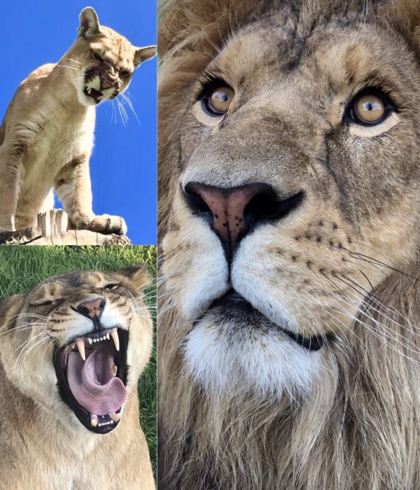 Experiences - Discovery Wildlife Park